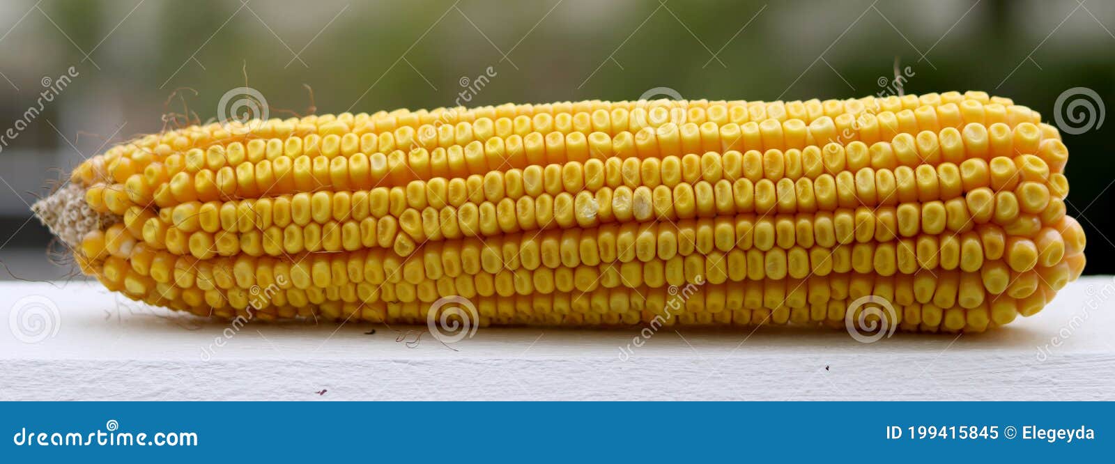 Sweet Corn Ear on the Table. Stock Image - Image of close, plant: 199415845