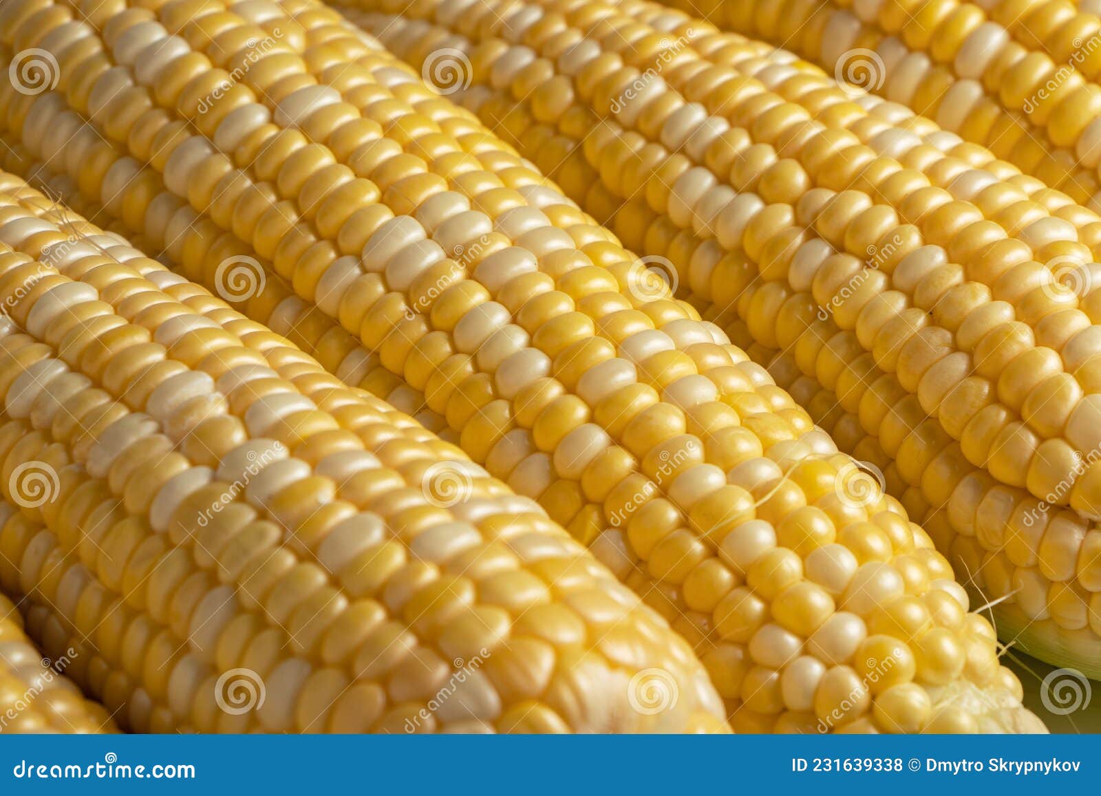Sweet Corn Ears Background. Close - Up Photo Stock Photo - Image of ...