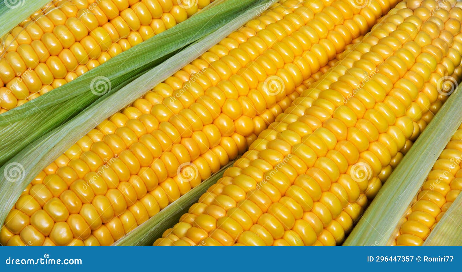 Sweet corn ears background stock image. Image of gold - 296447357