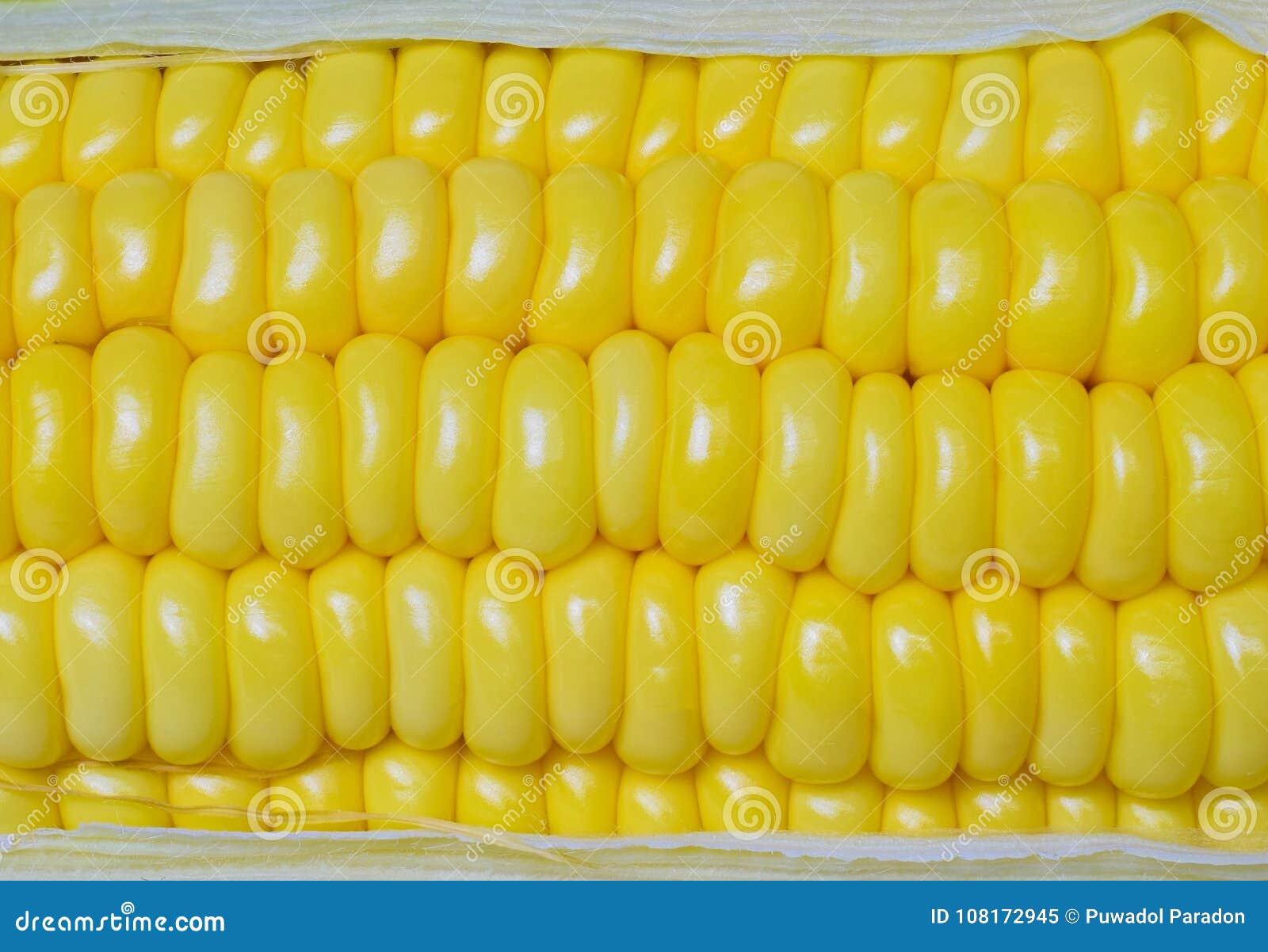 Sweet corn ears background stock image. Image of sweetcorn - 108172945