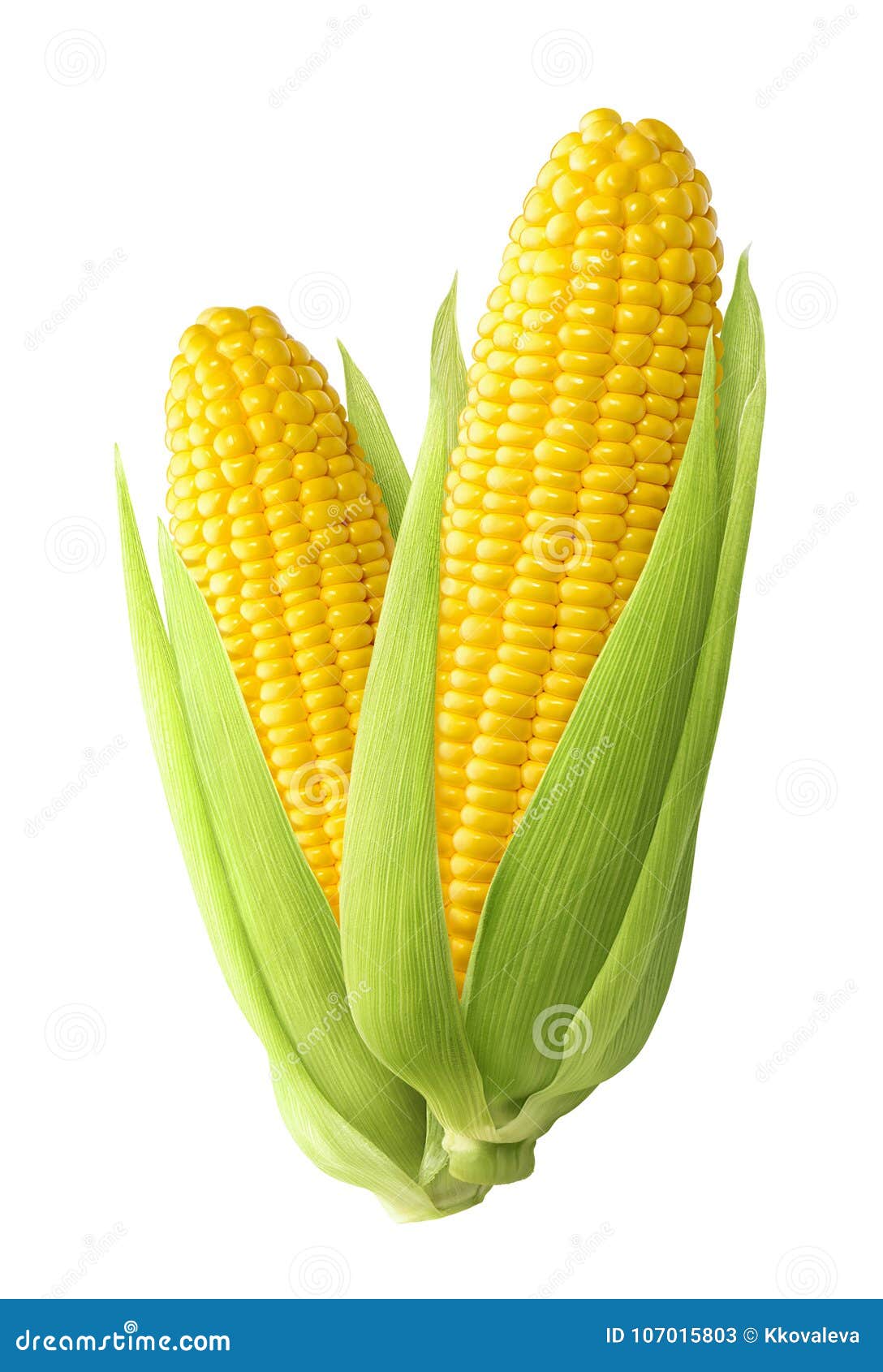 Sweet Corn Disease, Downy Mildew Stock Image | CartoonDealer.com #106827571