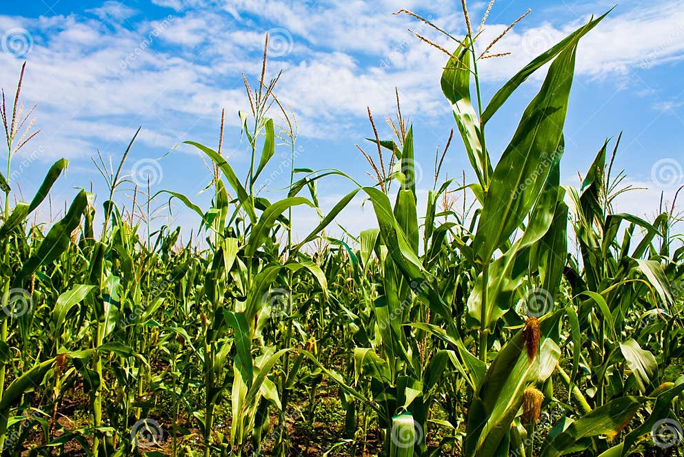 Sweet corn field stock image. Image of blue, farming - 10443693