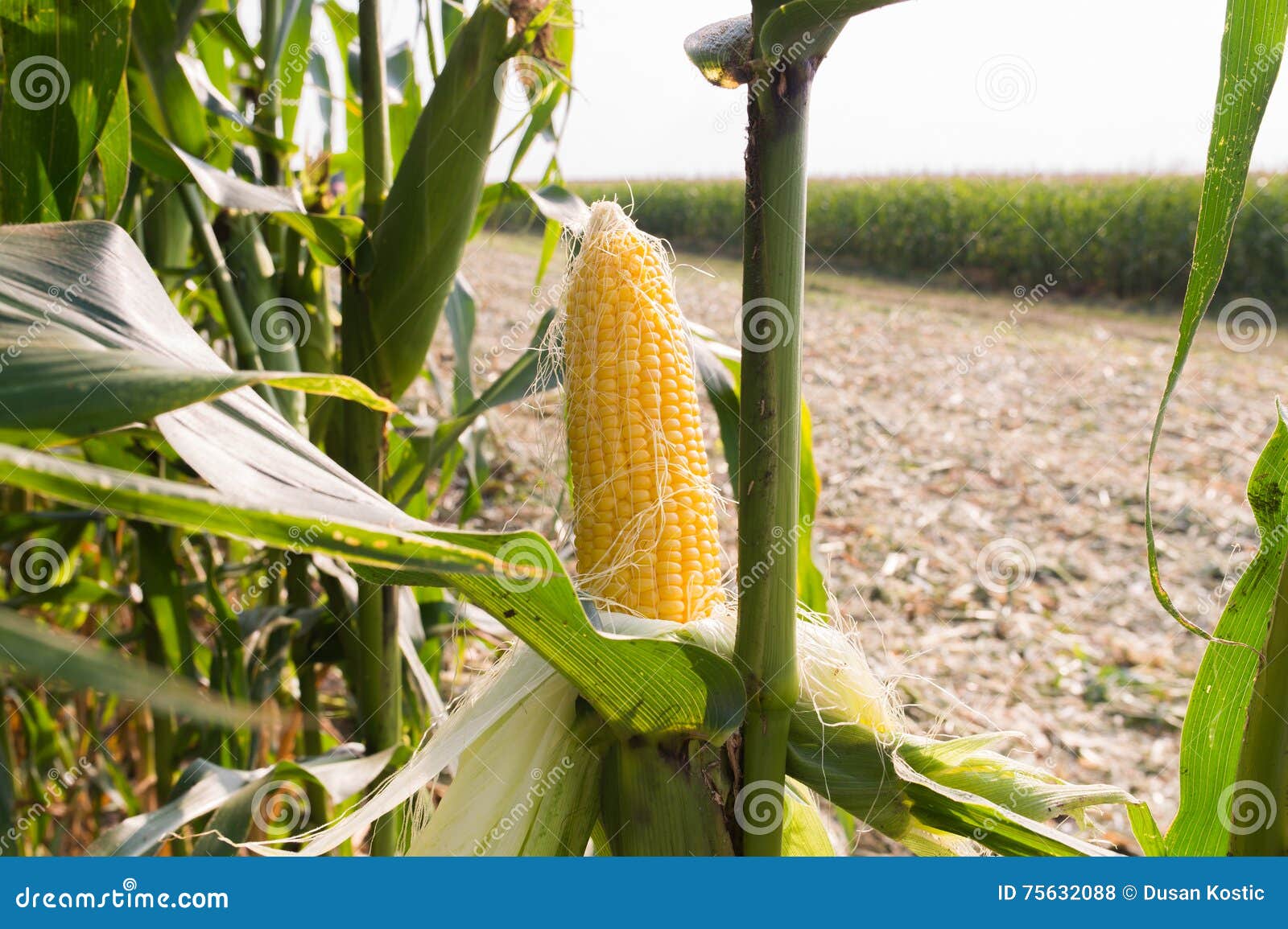 Sweet corn stock photo. Image of outdoor, health, natural - 75632088