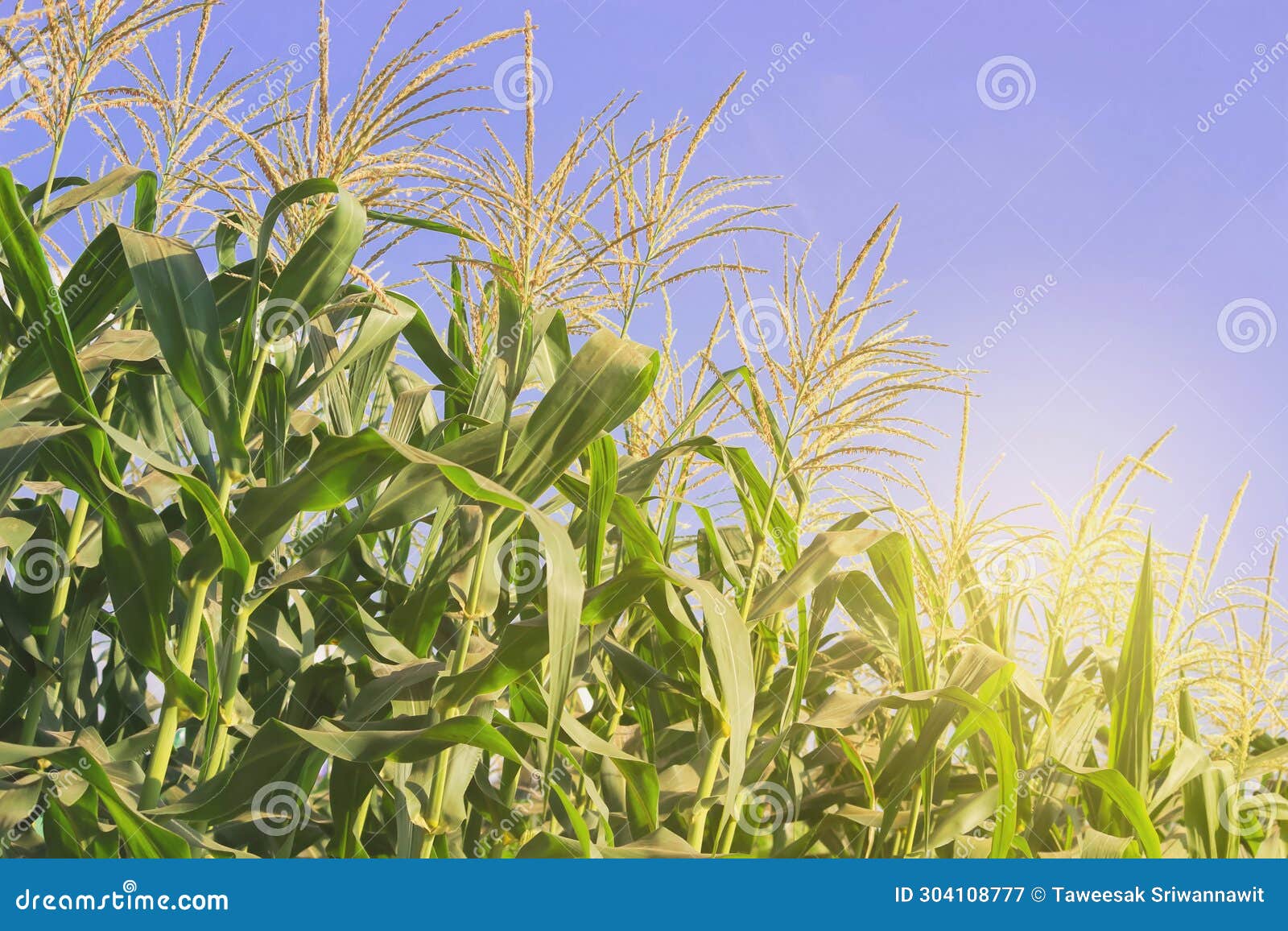 Sweet Corn Field with Blue Sky Background Stock Image - Image of ...