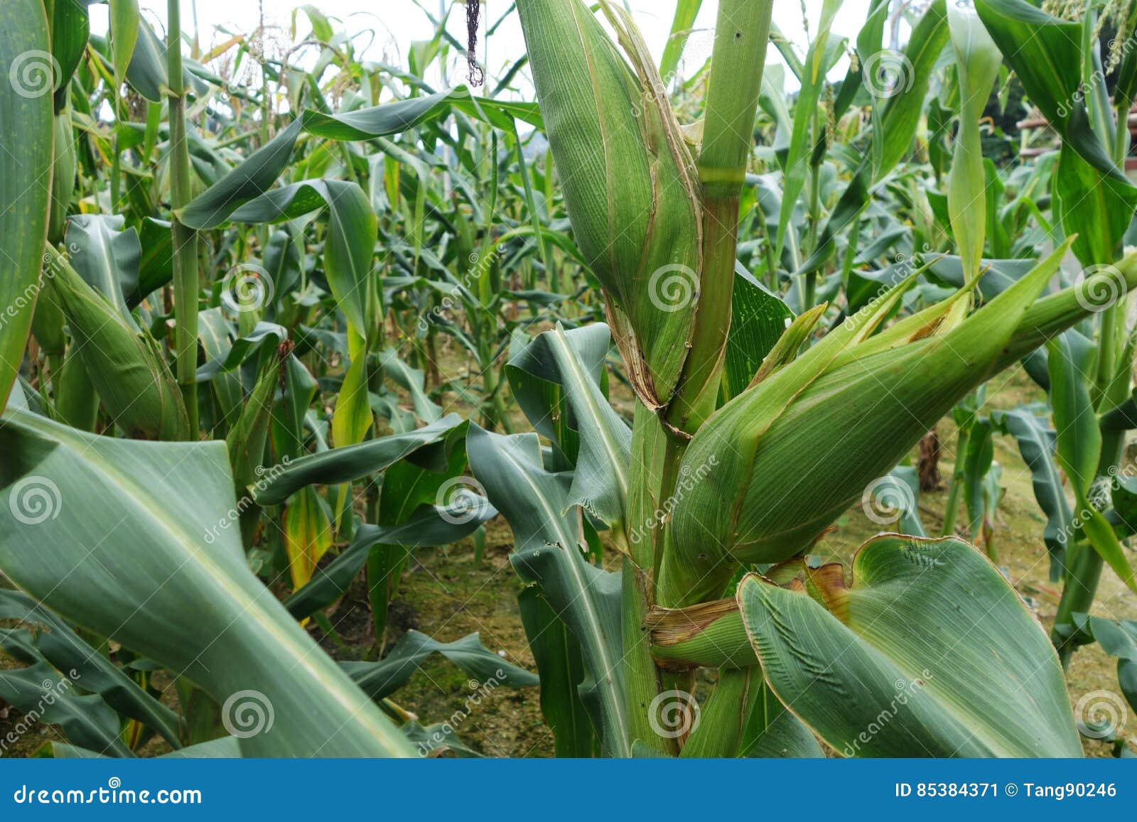 Sweet corn in the field stock image. Image of corn, farmland - 85384371
