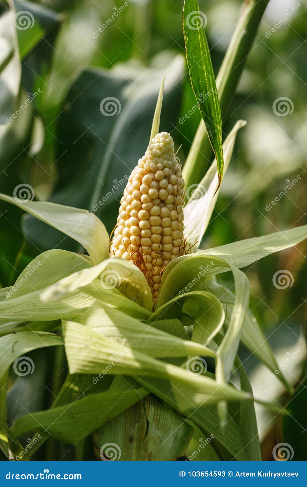 Sweet corn in the field stock image. Image of nature - 103654593