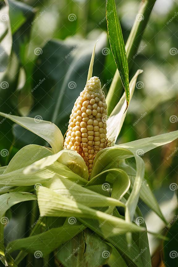 Sweet corn in the field stock image. Image of nature - 103654593