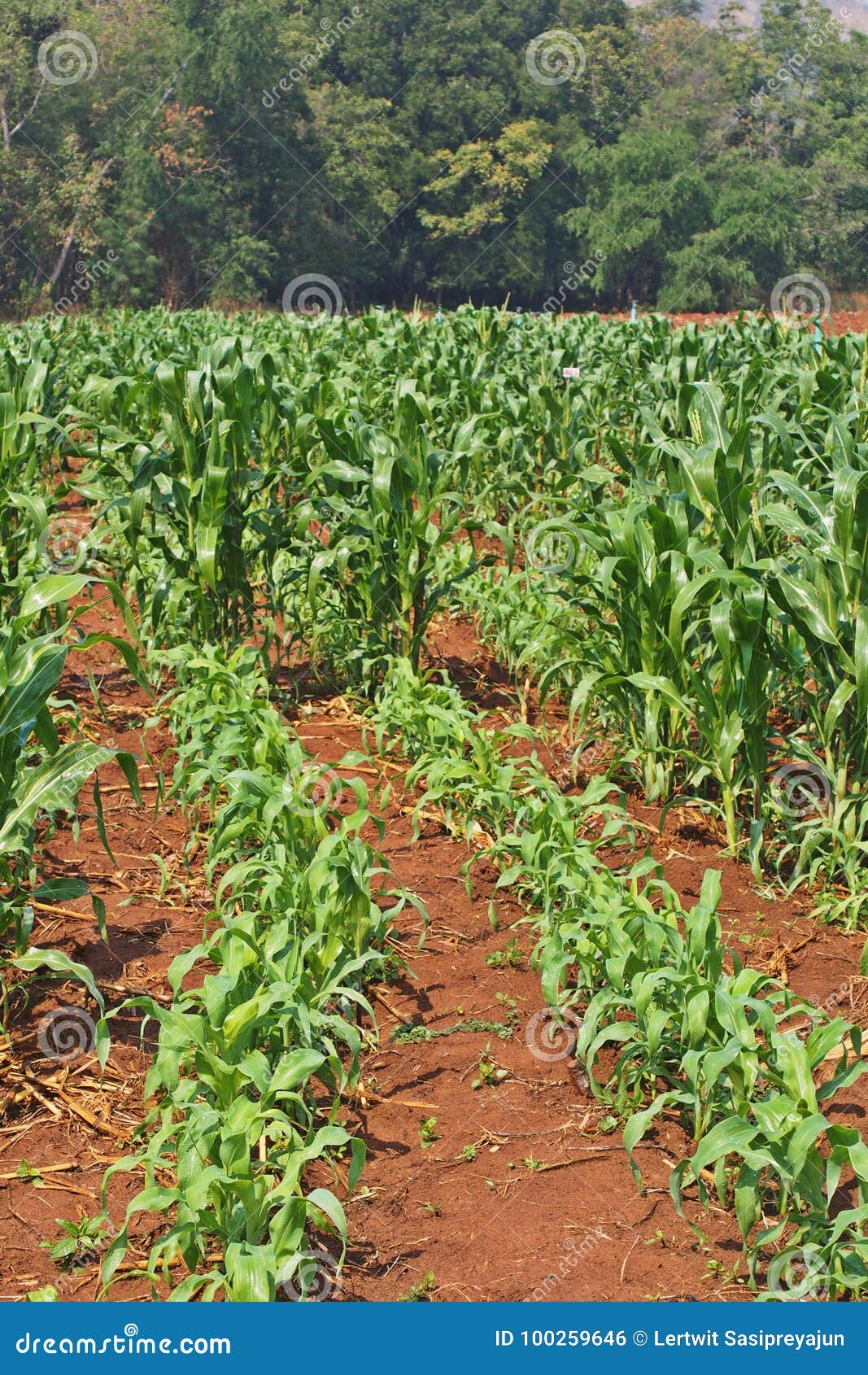 Sweet corn field stock photo. Image of growing, mays - 100259646
