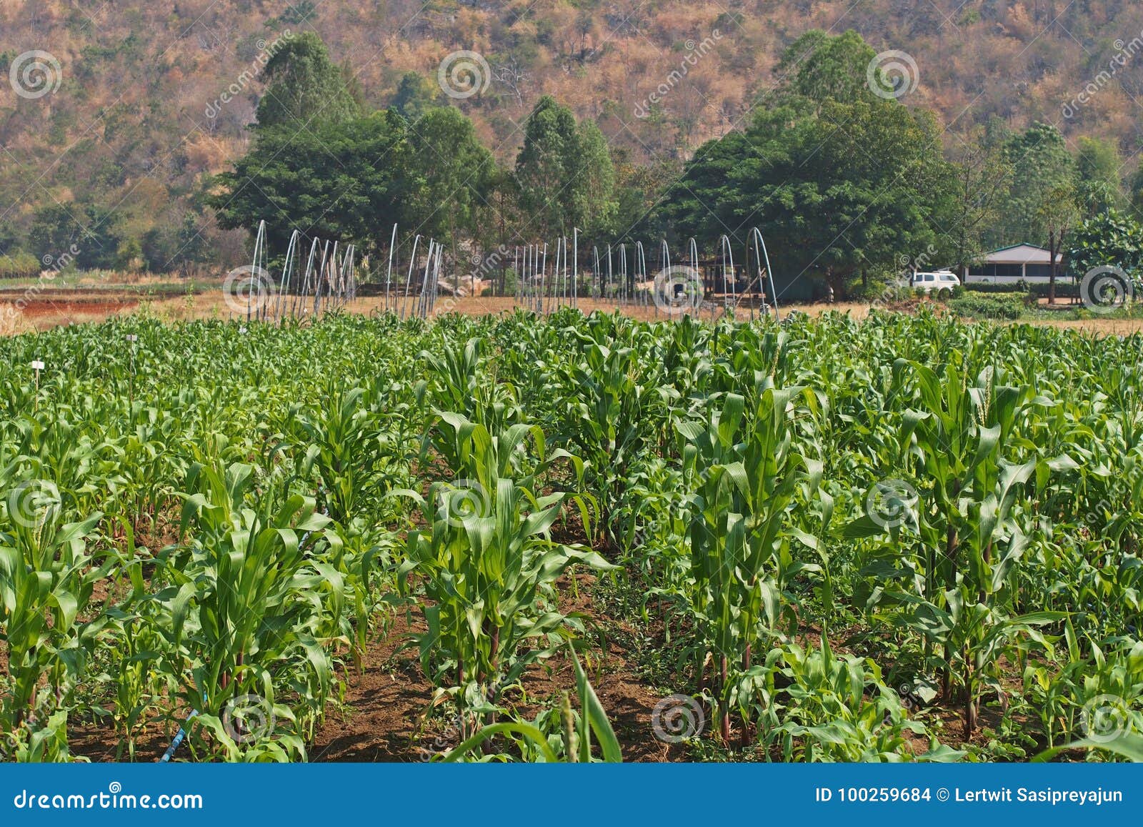 Sweet corn field stock photo. Image of nature, corn - 100259684
