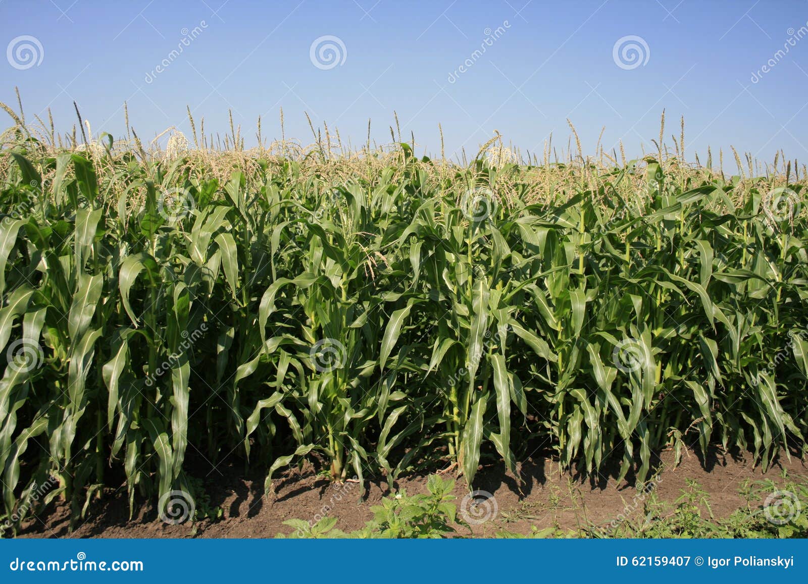 Sweet corn field. stock image. Image of green, field - 62159407
