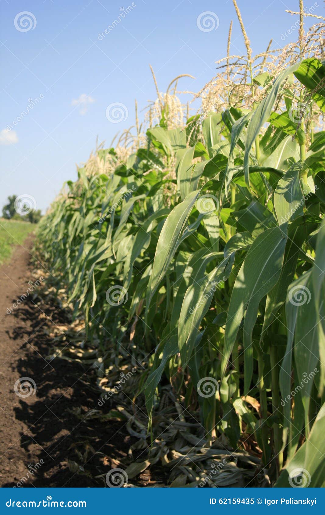 Sweet corn field. stock image. Image of ingredient, kernels - 62159435