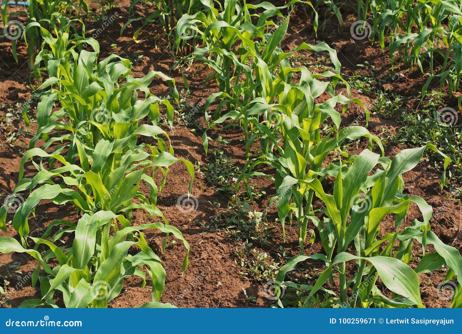 Sweet corn field stock image. Image of somerset, plot - 100259671
