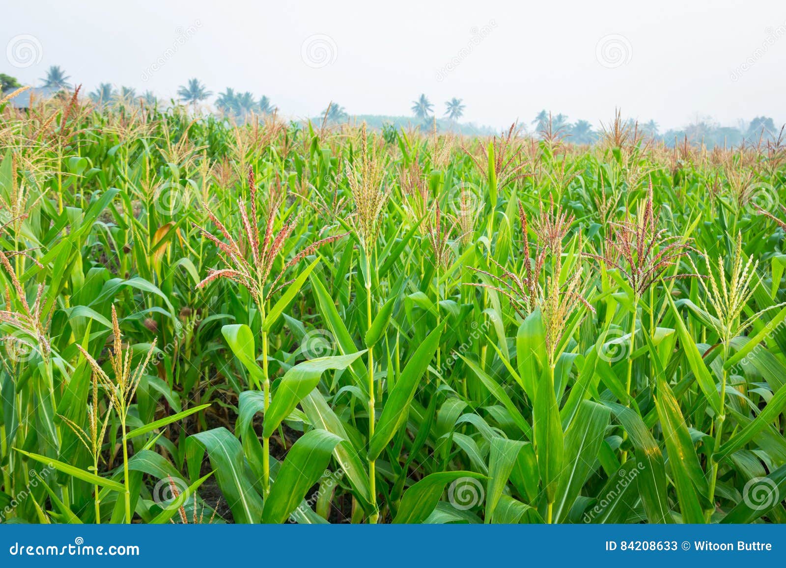 Sweet corn in the field stock image. Image of cornfield - 84208633
