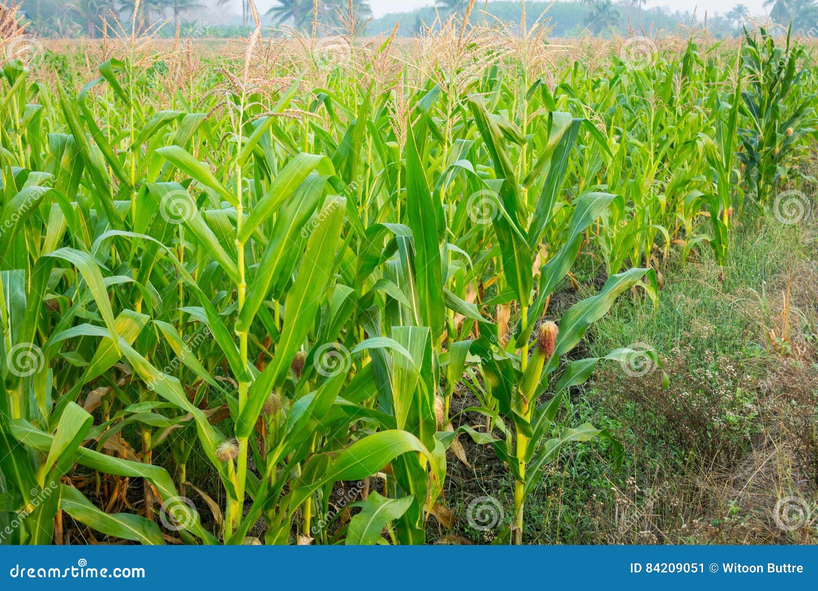 Sweet corn in the field stock image. Image of farming - 84209051