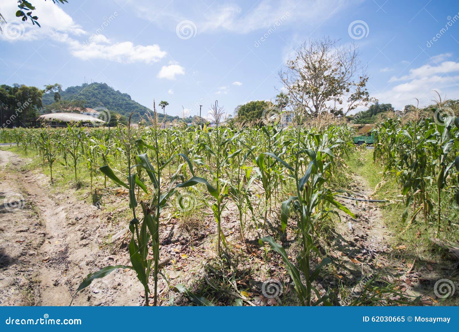 Sweet Corn Fields at a Farm Stock Image - Image of fields, growth: 62030665