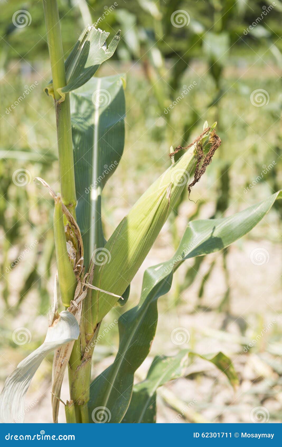 Sweet Corn Fields at a Farm Stock Image - Image of soil, farm: 62301711