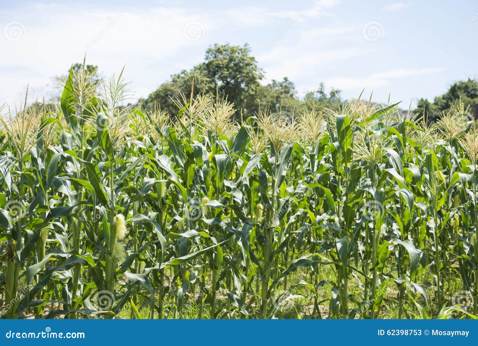 Sweet Corn Fields at a Farm Stock Image - Image of farm, grain: 62398753