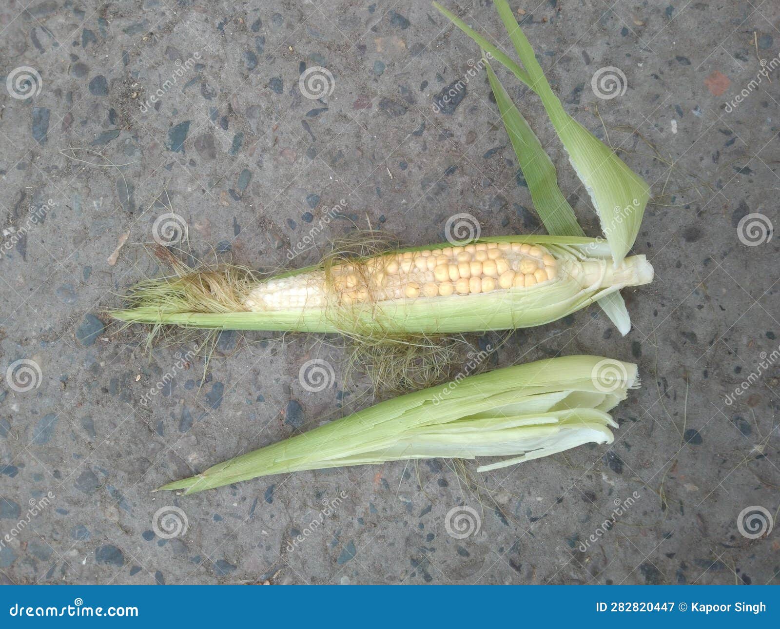 Sweet Corn on Floor Background Stock Image - Image of fibre, floor ...