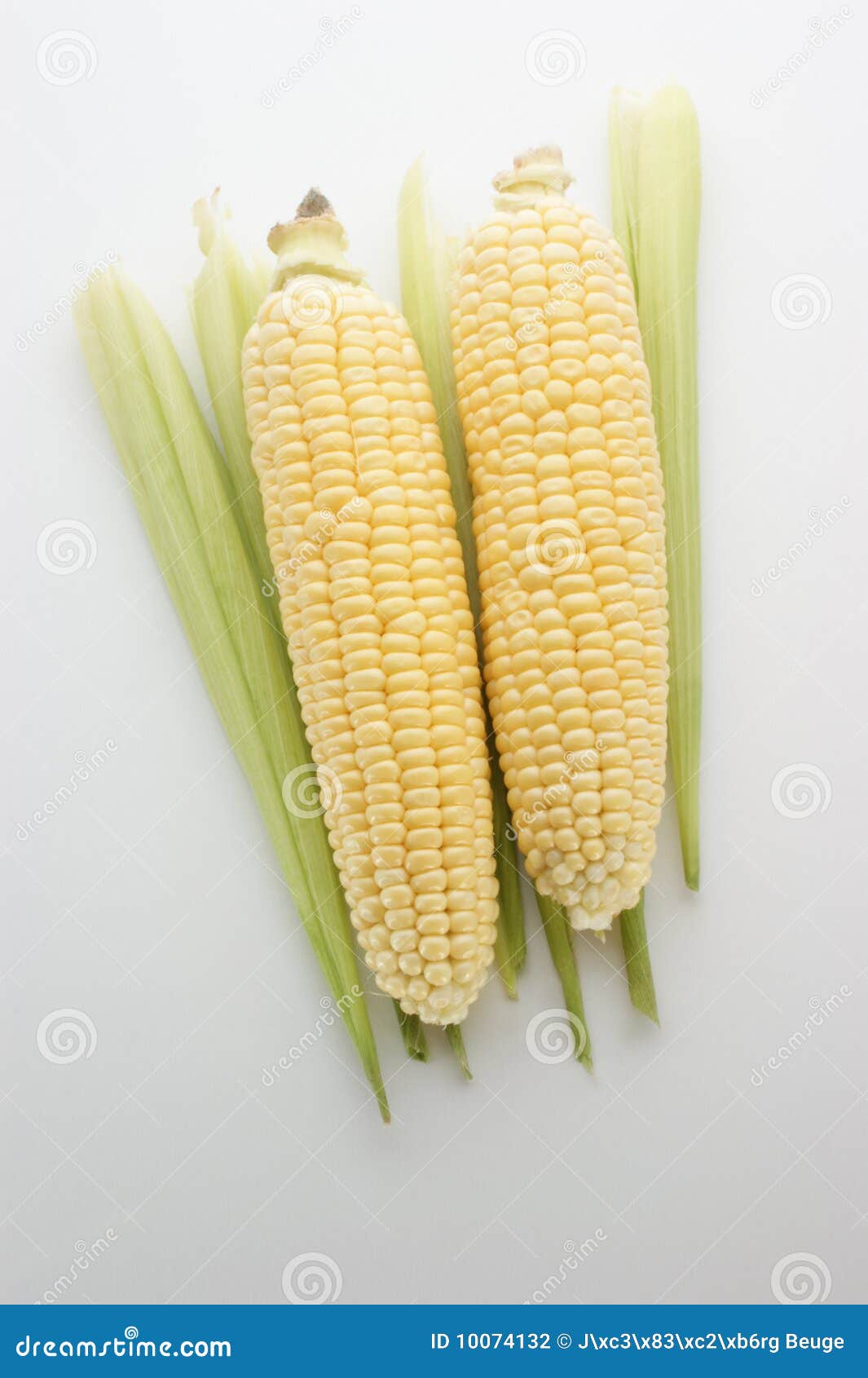 Sweet Corn Fresh from the Field Stock Photo - Image of sweet, fresh ...