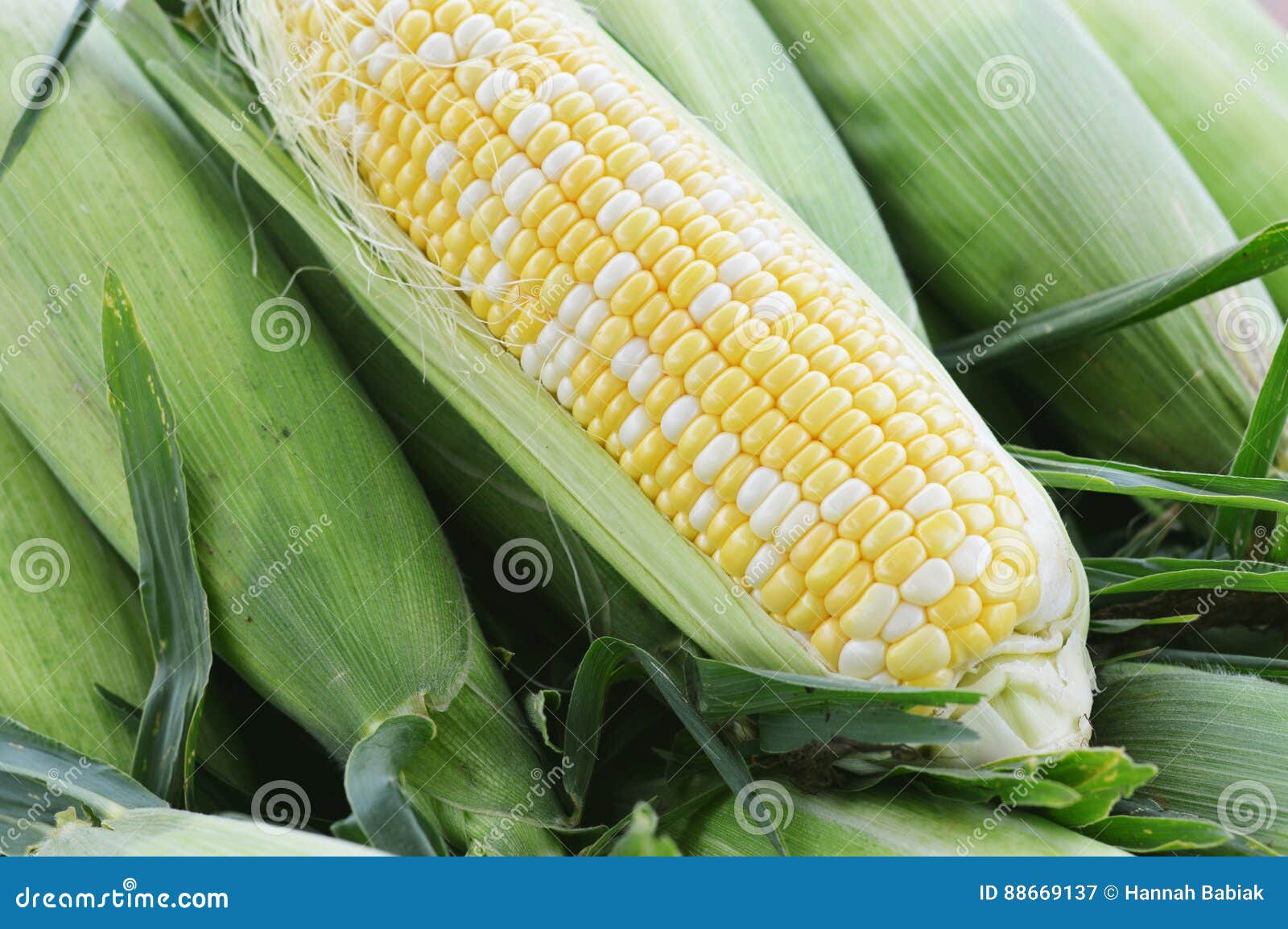 Sweet Corn stock image. Image of fresh, vegetable, grown - 88669137