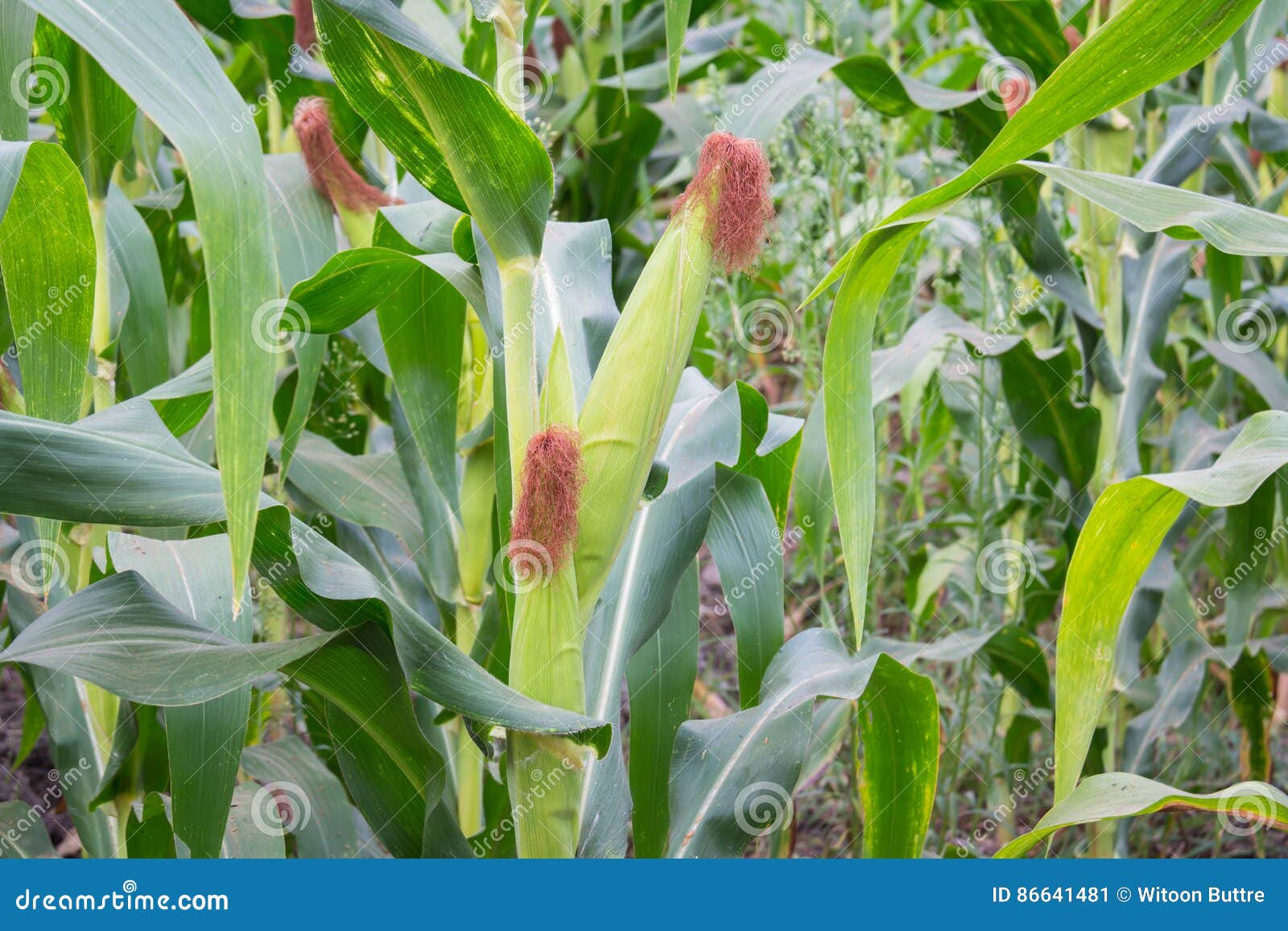 Sweet corn stock image. Image of corn, garden, natural - 86641481