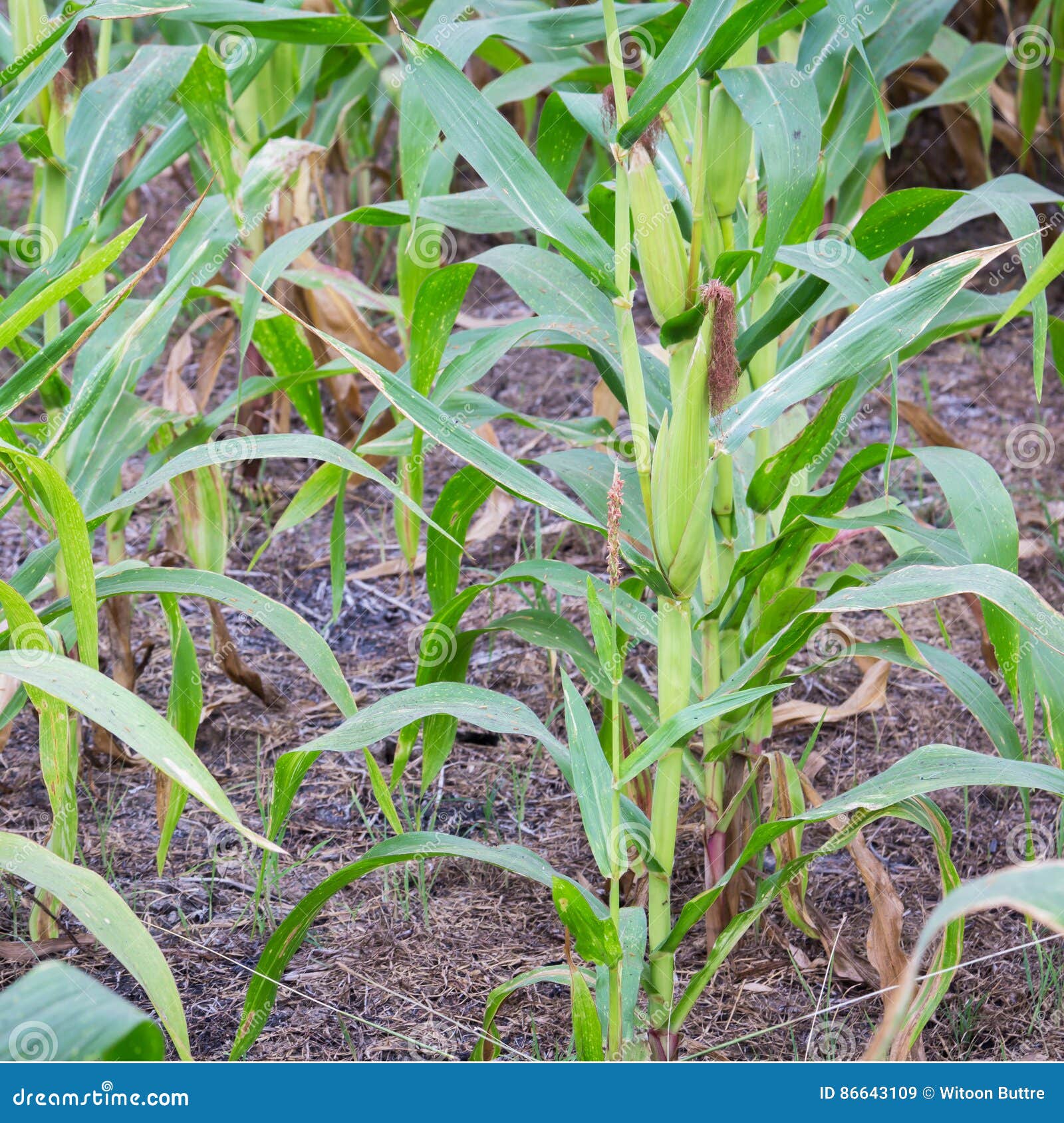 Sweet corn stock image. Image of farming, cultivation - 86643109
