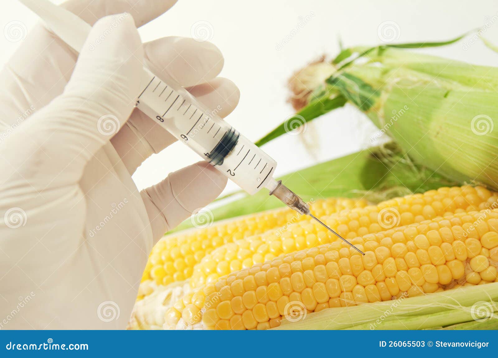 Sweet Corn, Genetic Engineering Stock Image - Image of biologist ...