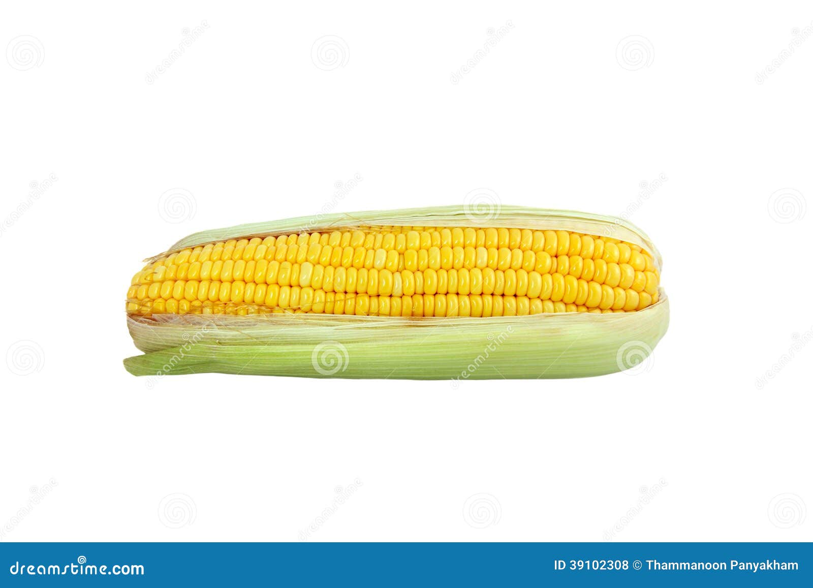 Sweet corn 2 stock photo. Image of farm, corn, organic - 39102308