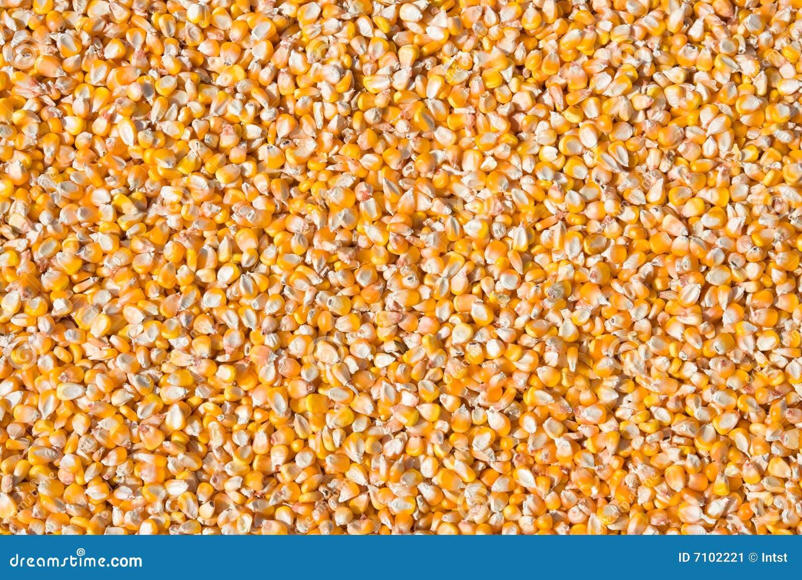 Raw Corn Grain Background, Corn Seeds Texture Stock Photo ...