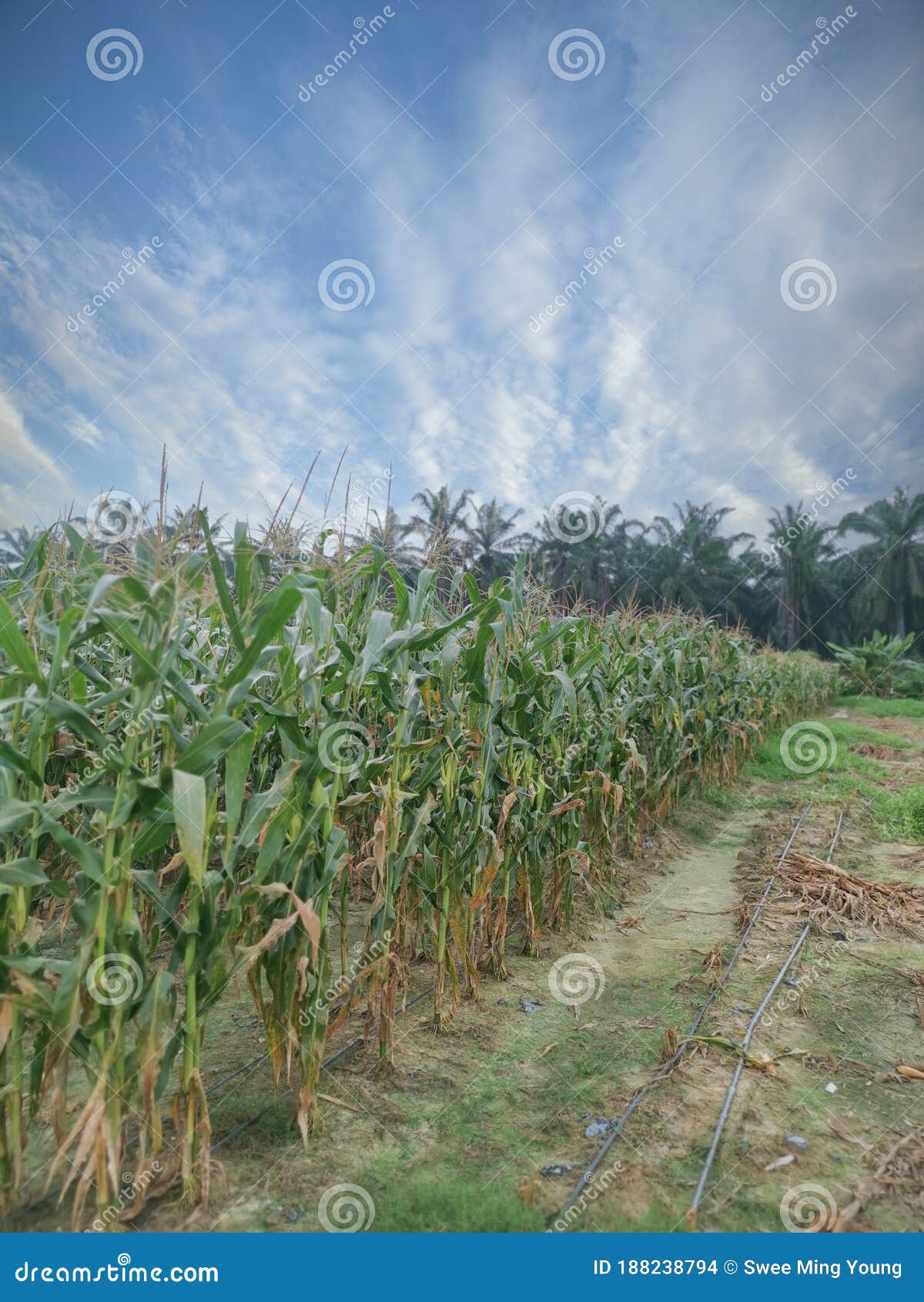 Sweet Corn Growing in the Farm. Stock Photo - Image of husk, fresh ...