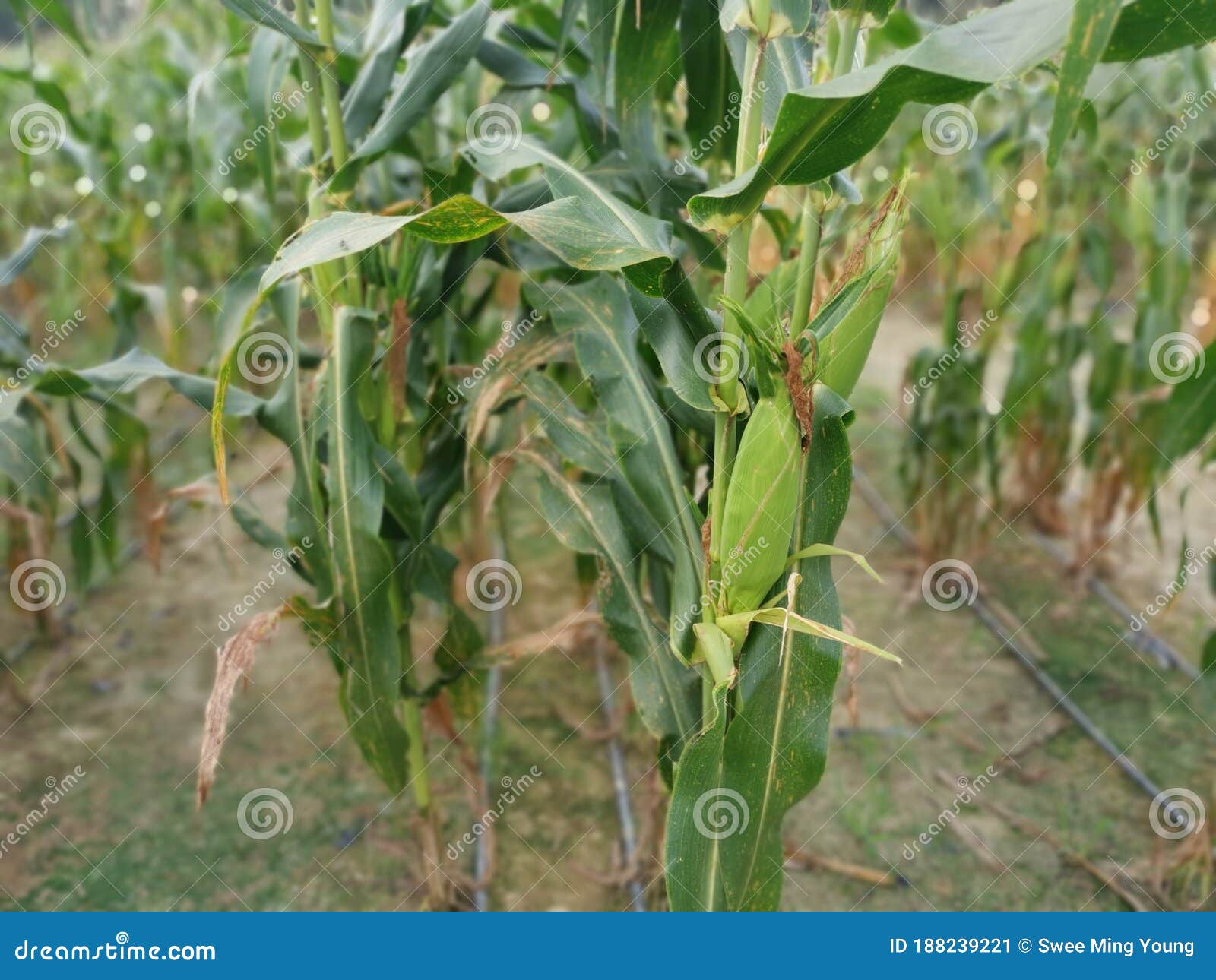 Sweet Corn Growing in the Farm. Stock Image - Image of ingredient ...