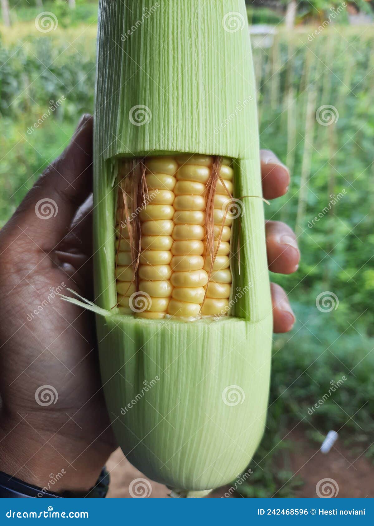 Sweet Corn Harvest from Garden Stock Photo - Image of corn, yellow ...