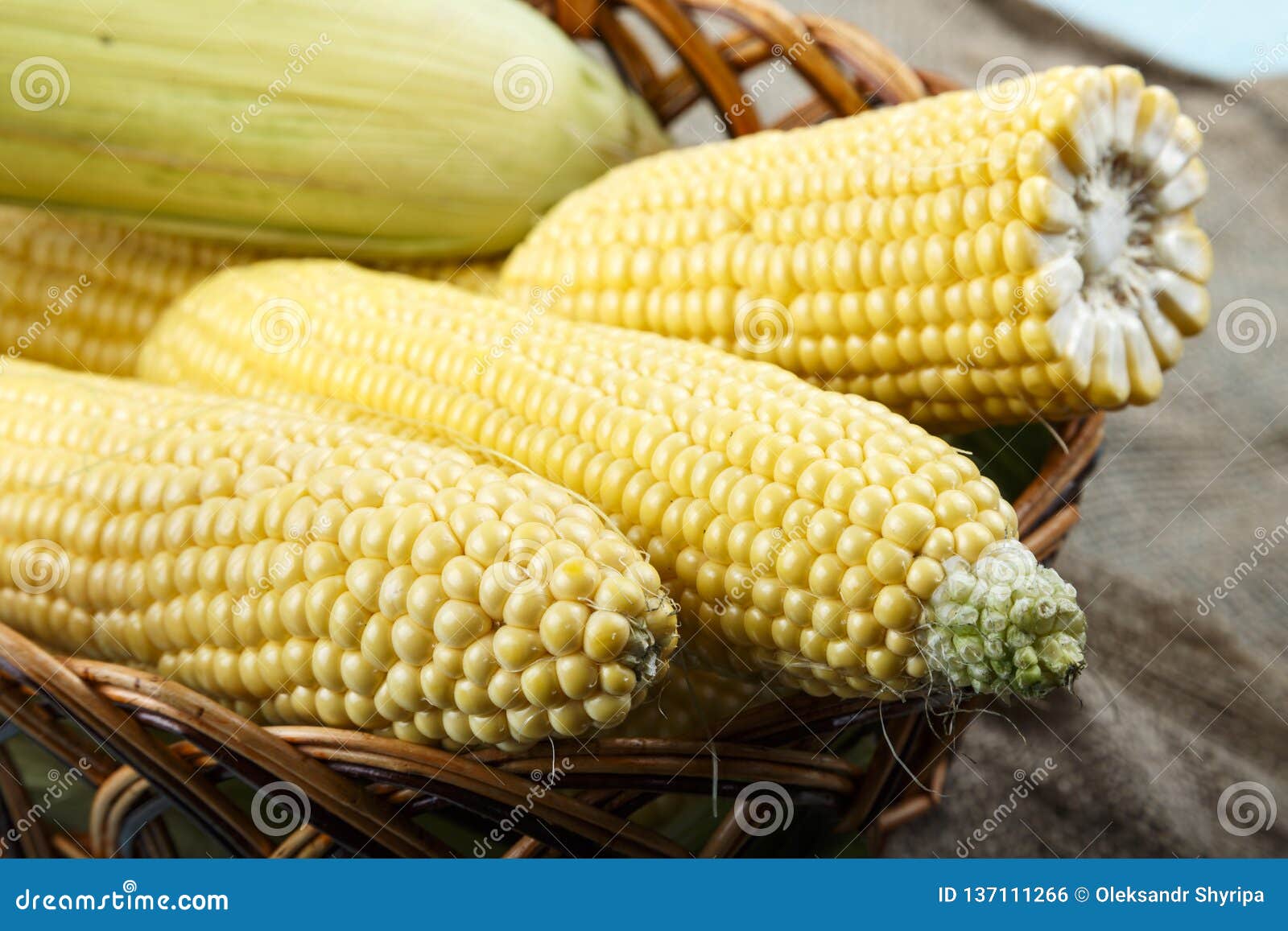 Sweet corn heads stock photo. Image of fresh, harvest - 137111266