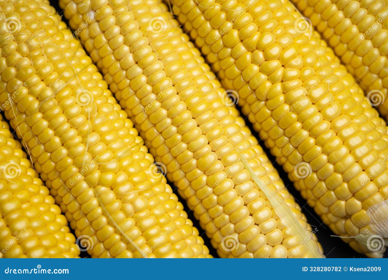 Sweet corn heads stock photo. Image of leaf, sweet, head - 328280782