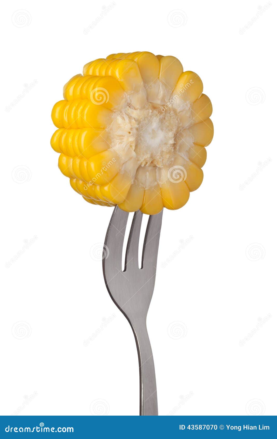 Sweet corn held by a fork stock photo. Image of healthy - 43587070