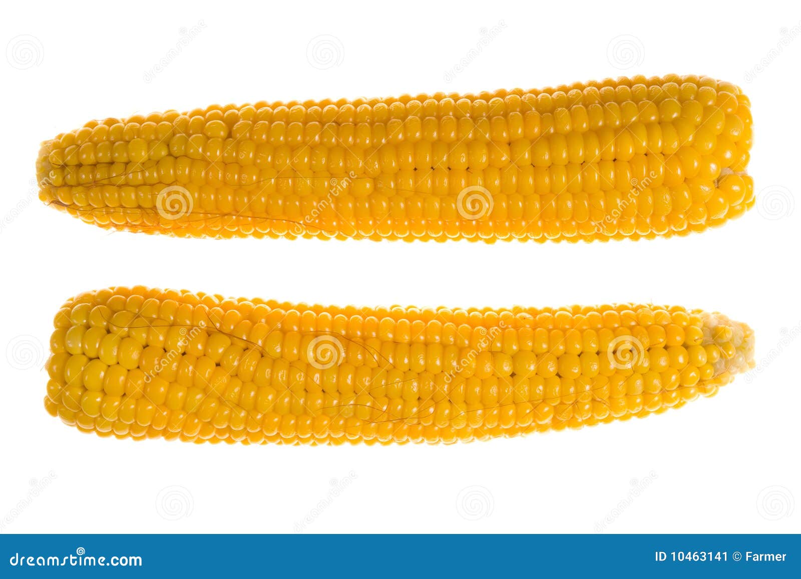 Sweet corn on isolated stock image. Image of farm, agriculture - 10463141