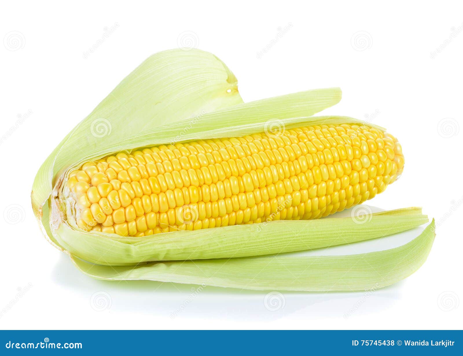 Sweet Corn Isolated on White Background Stock Photo - Image of ...