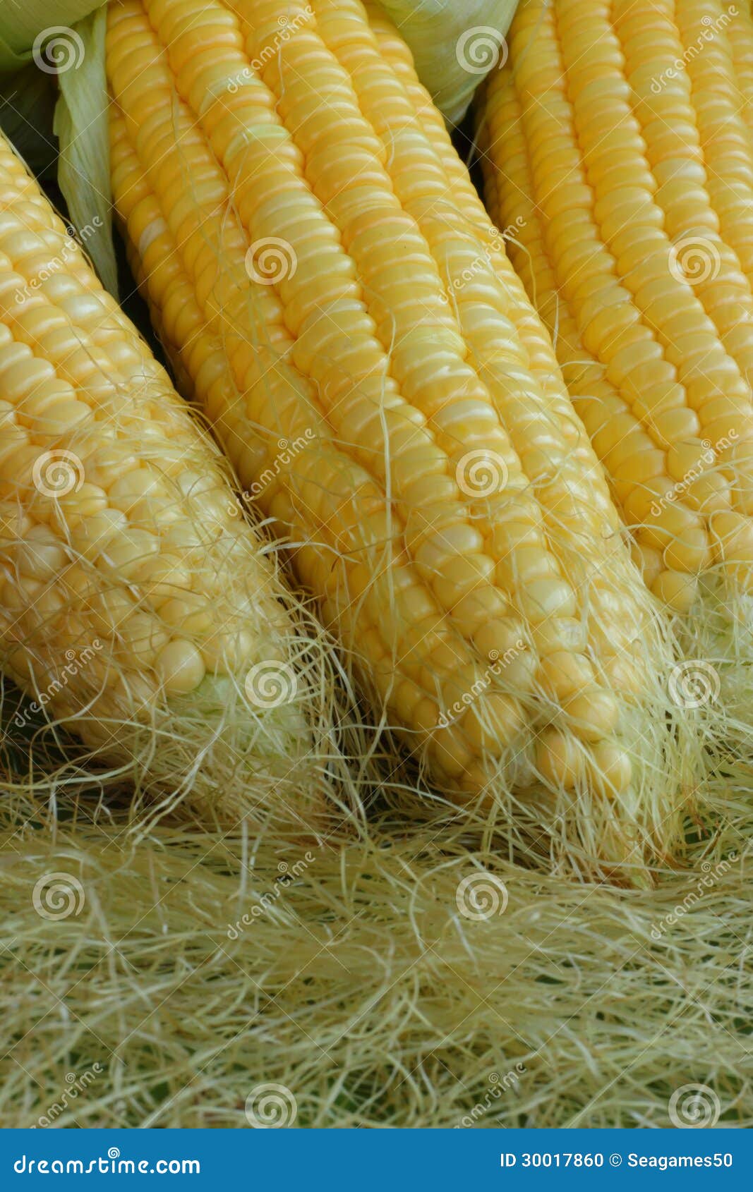 Sweet corn. stock photo. Image of shelled, sweetcorn - 30017860