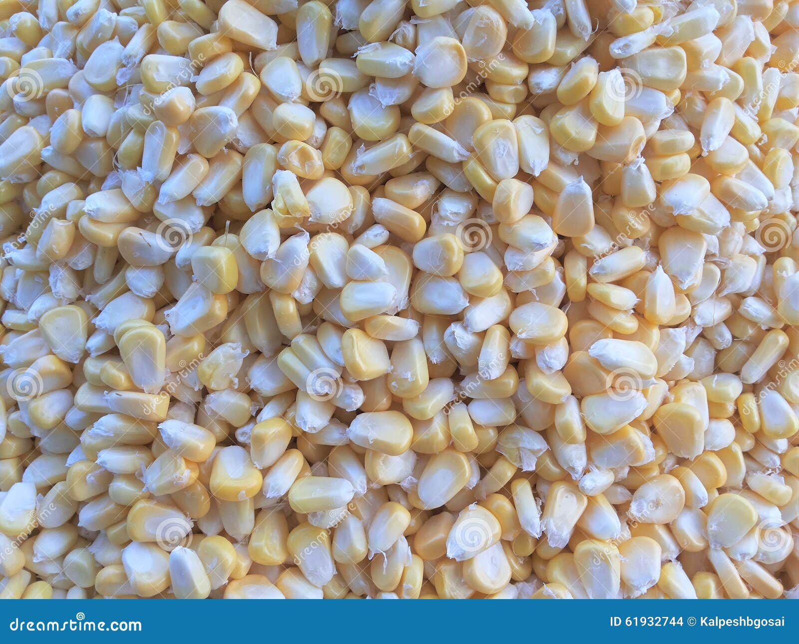 Sweet corn kernels stock photo. Image of kernel, cooking - 61932744