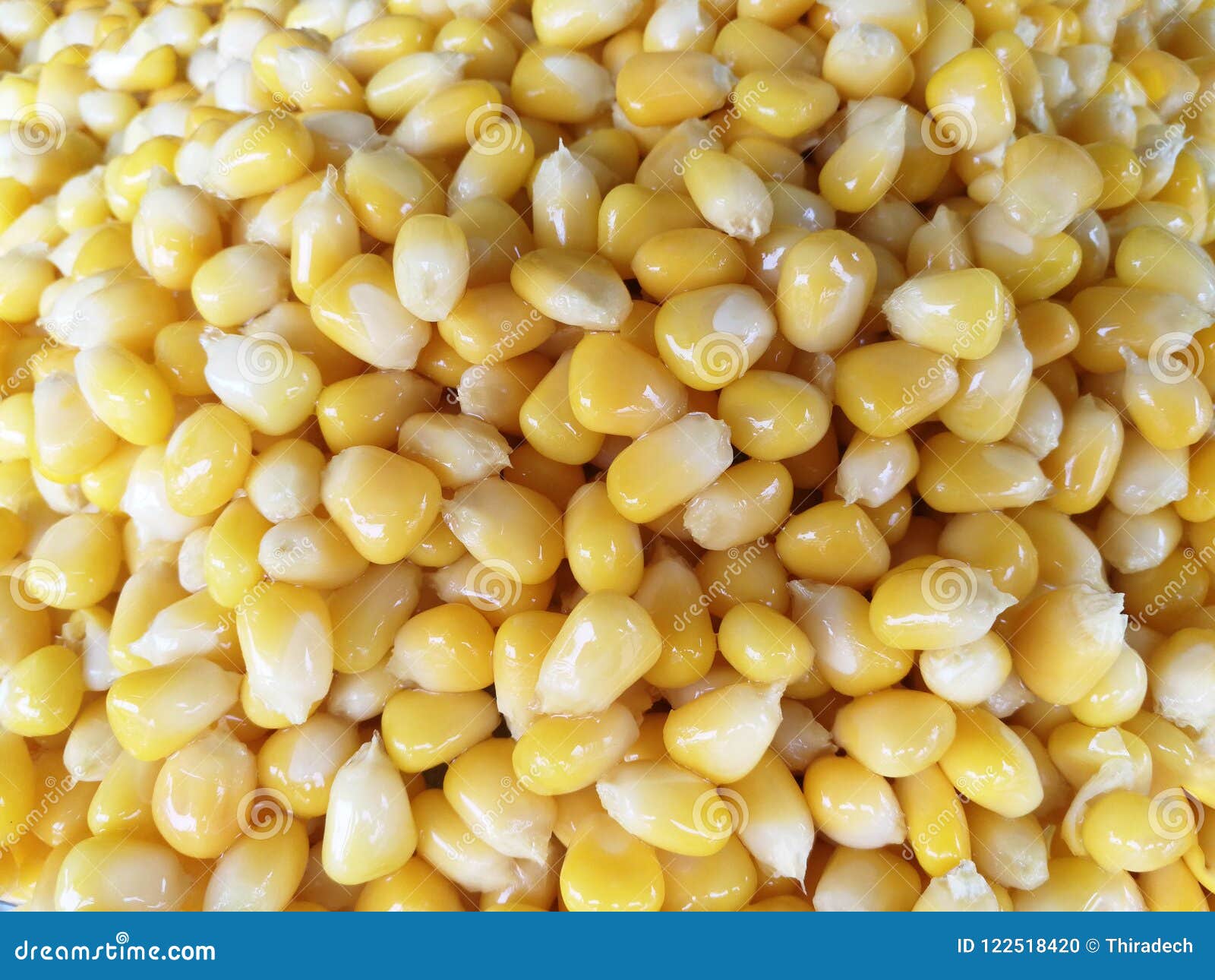 Sweet corn kernels stock photo. Image of plant, sweetcorn - 122518420