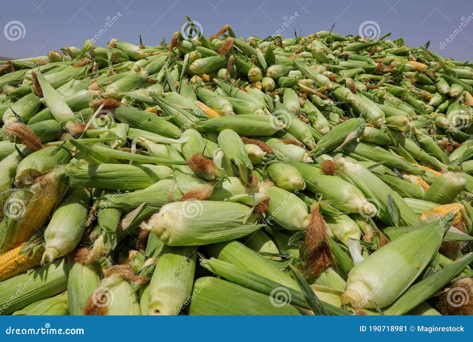 Sweet Corn. Large Amount of Fresh Sweetcorn. Stock Image - Image of ...