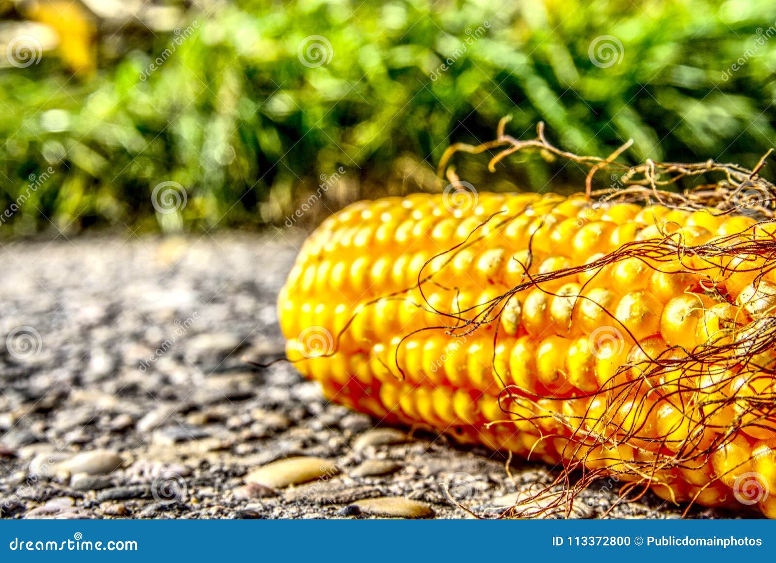 Sweet Corn, Maize, Corn On The Cob, Vegetarian Food Picture. Image ...