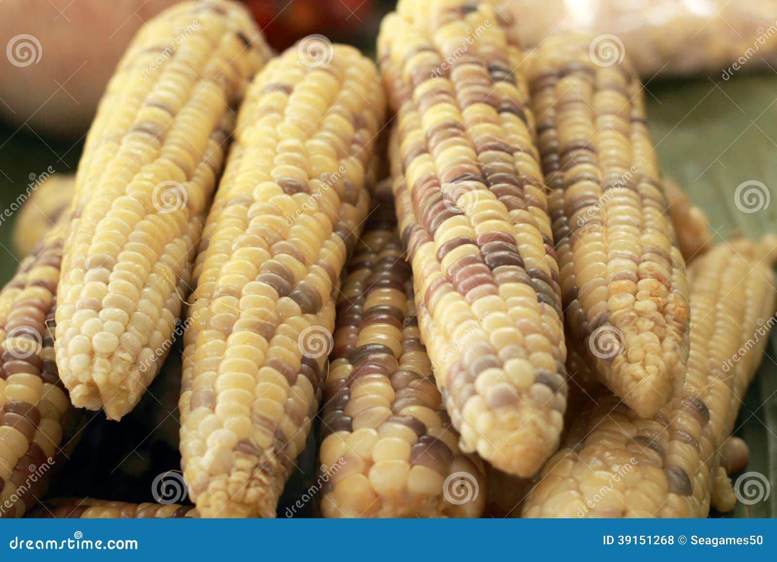 Sweet corn in the market stock photo. Image of rustic - 39151268