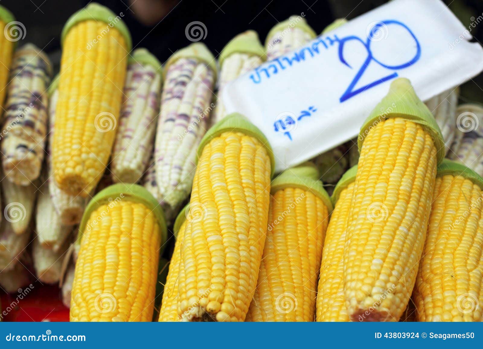 Sweet corn in the market stock photo. Image of popcorn - 43803924