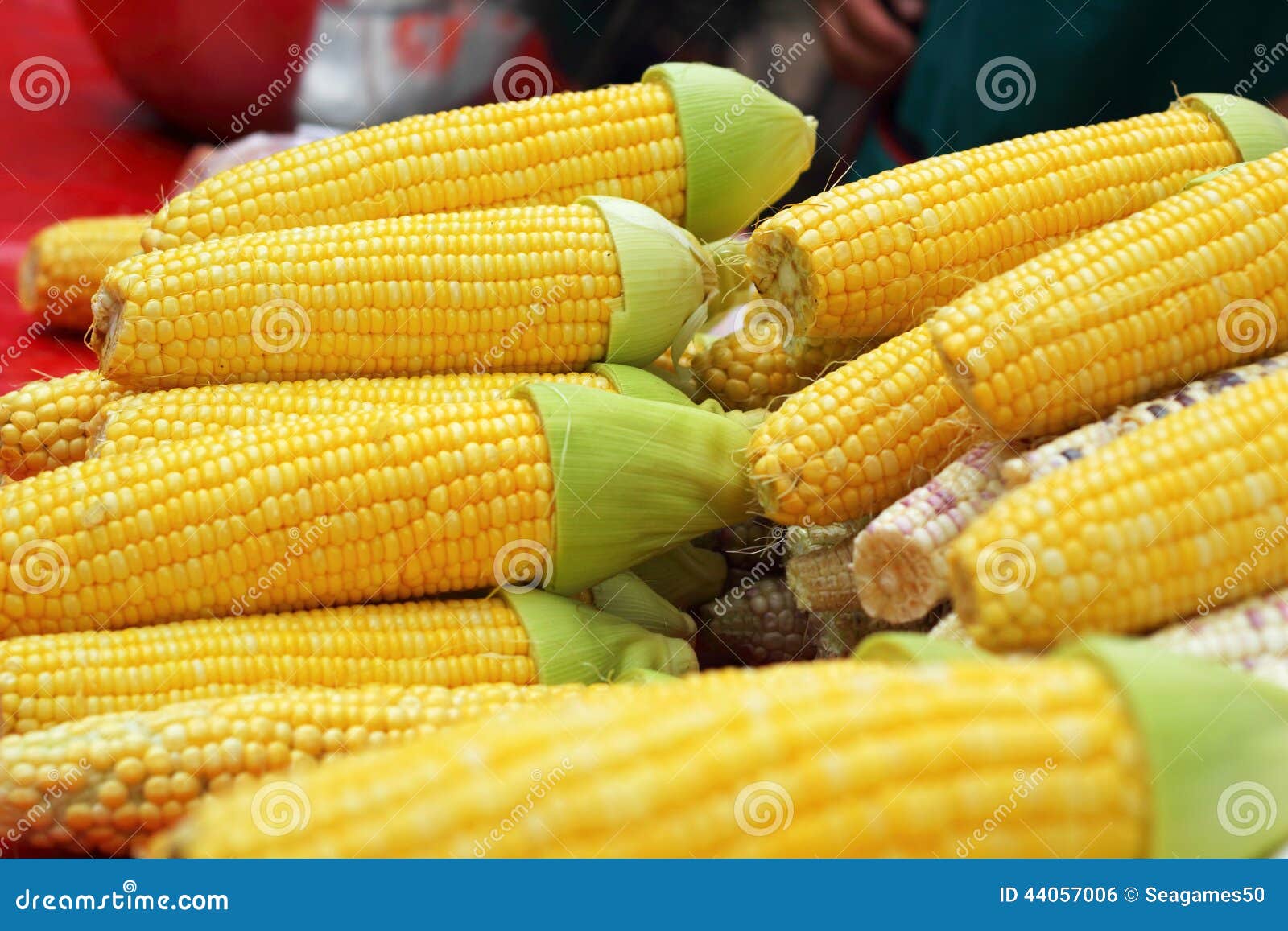 Sweet corn in the market stock photo. Image of farm, grain - 44057006