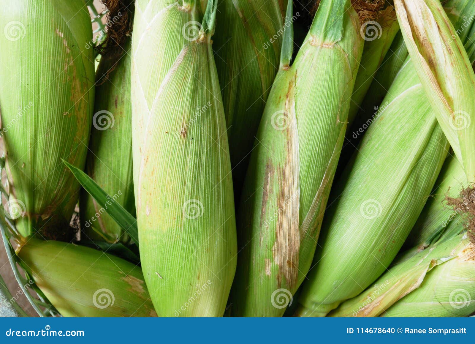 Sweet corn not peeled stock photo. Image of grain, nature - 114678640