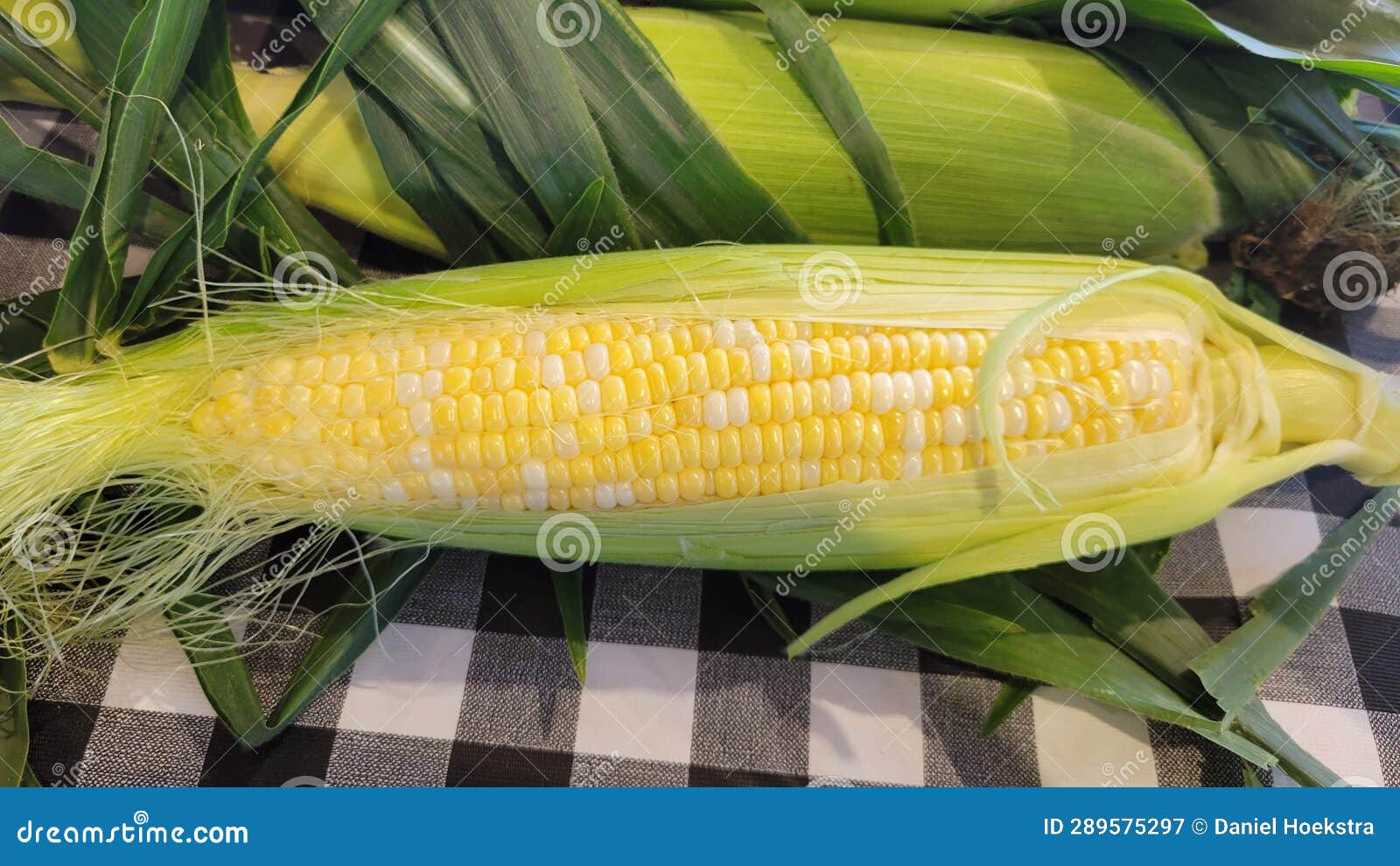 Sweet corn peeled open stock image. Image of peeled - 289575297