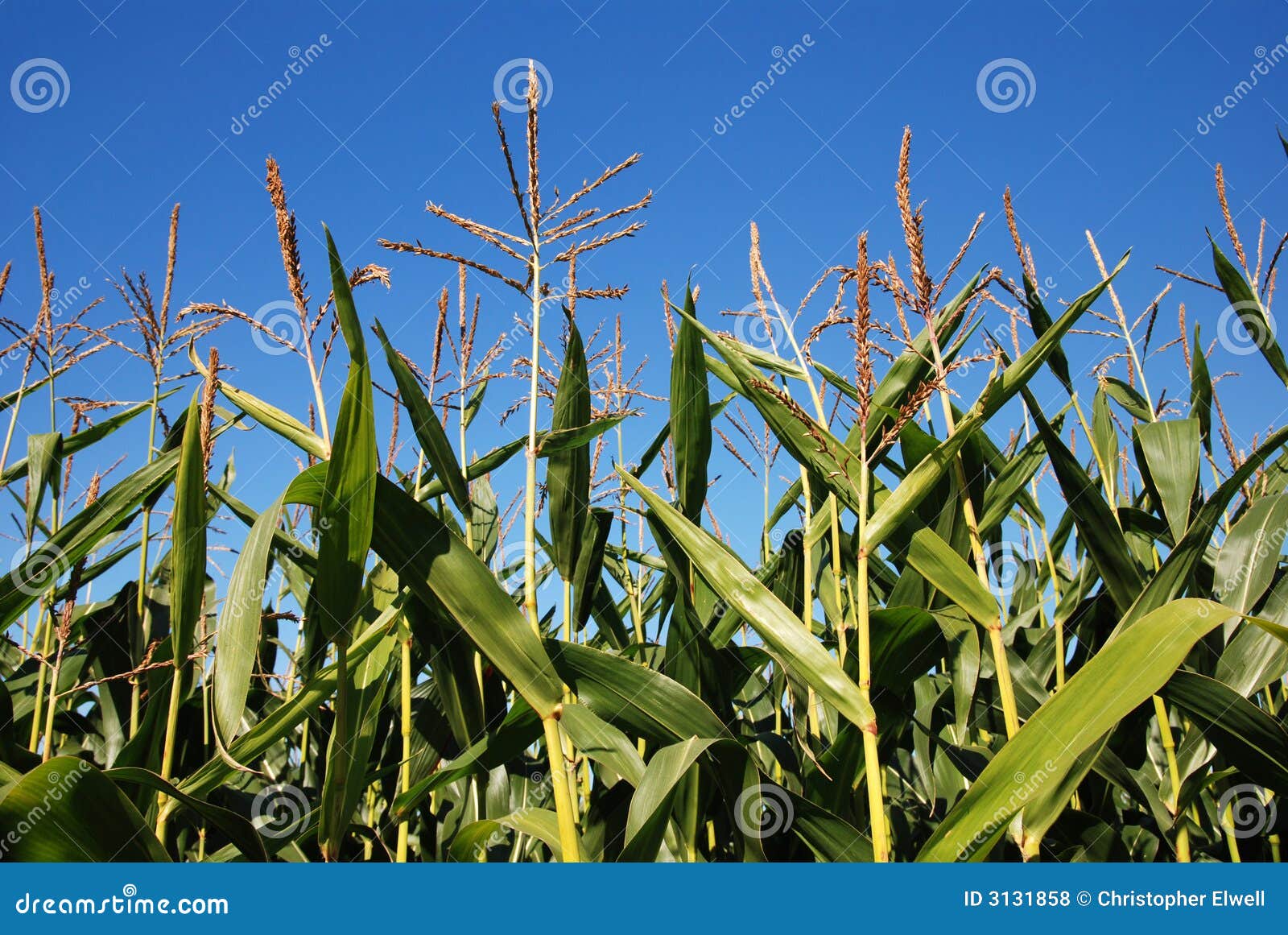 Corn Plants Stock Photography | CartoonDealer.com #4738880