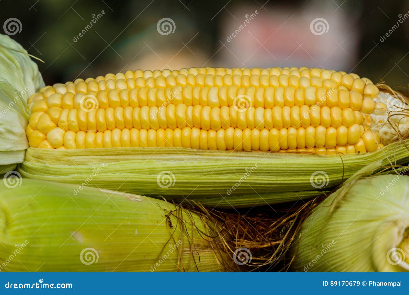 Sweet Corn with Some Ears Partially Husked. Stock Image - Image of ...