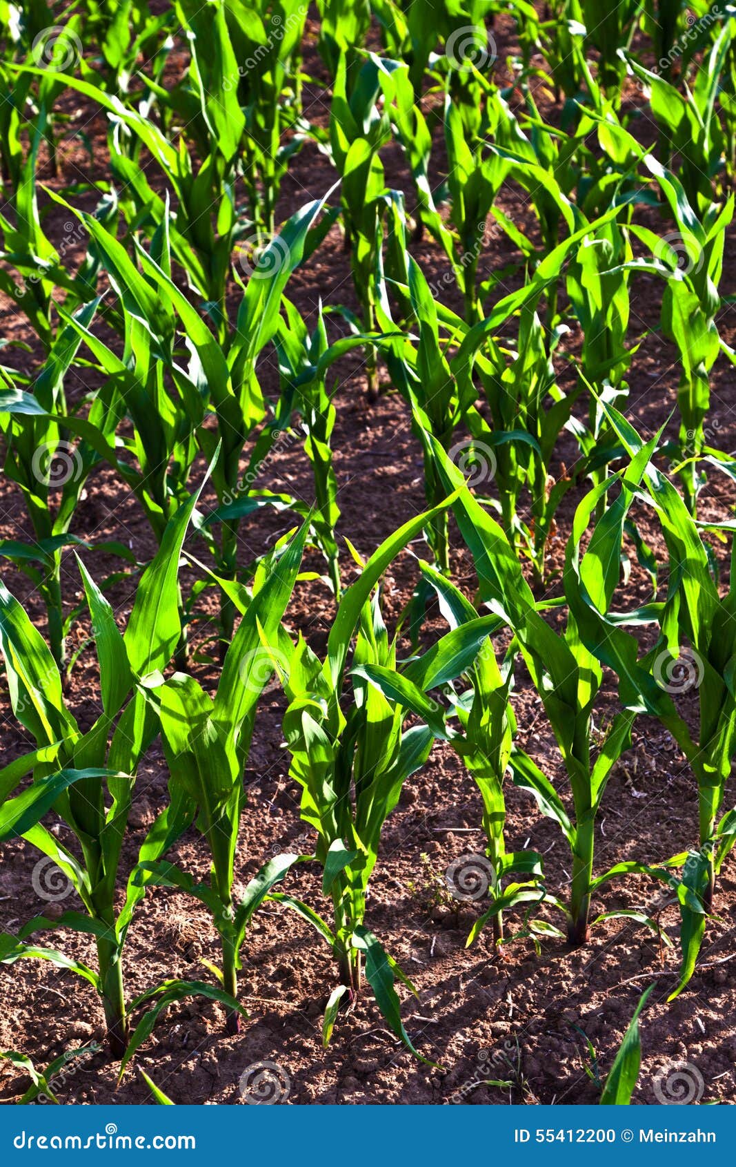 Sweet Corn in Summer at the Field Stock Photo - Image of corn, farm ...